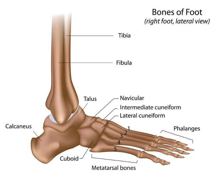 Navicular stress fracture: Signs, symptoms and treatment options | Dr Geier